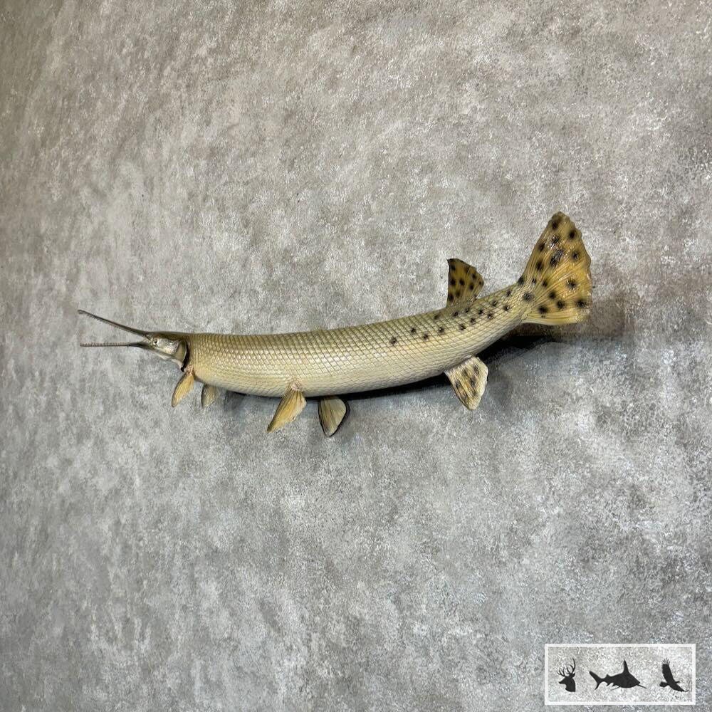 51 Longnose Gar Taxidermy Fish Mount Grade: Elite - Etsy