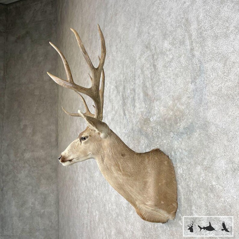 Mule Deer Taxidermy Shoulder Mount Grade: Excellent - Etsy