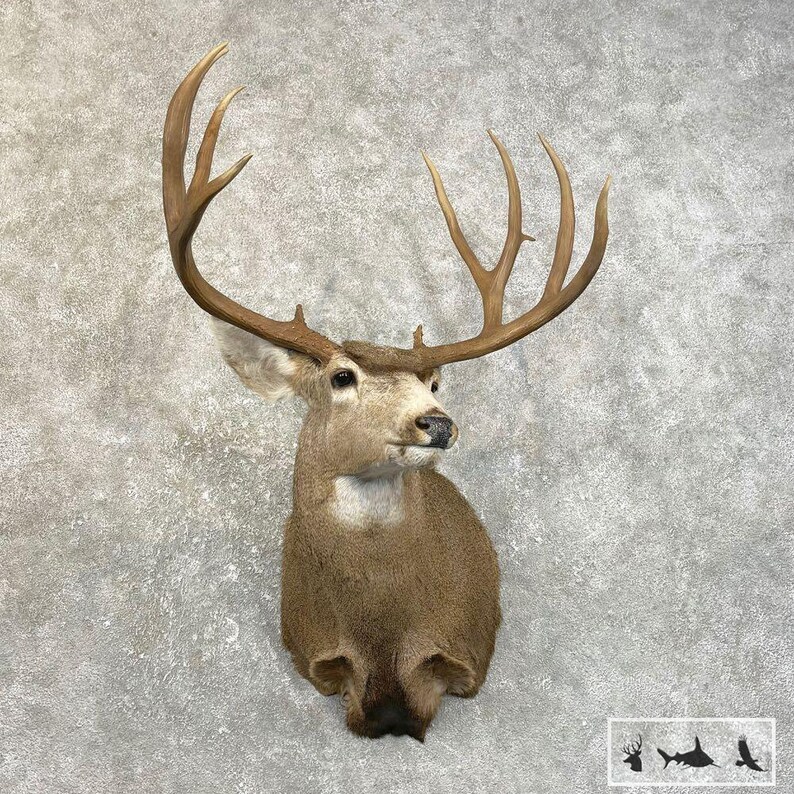 Mule Deer Taxidermy Shoulder Mount Grade: Elite - Etsy