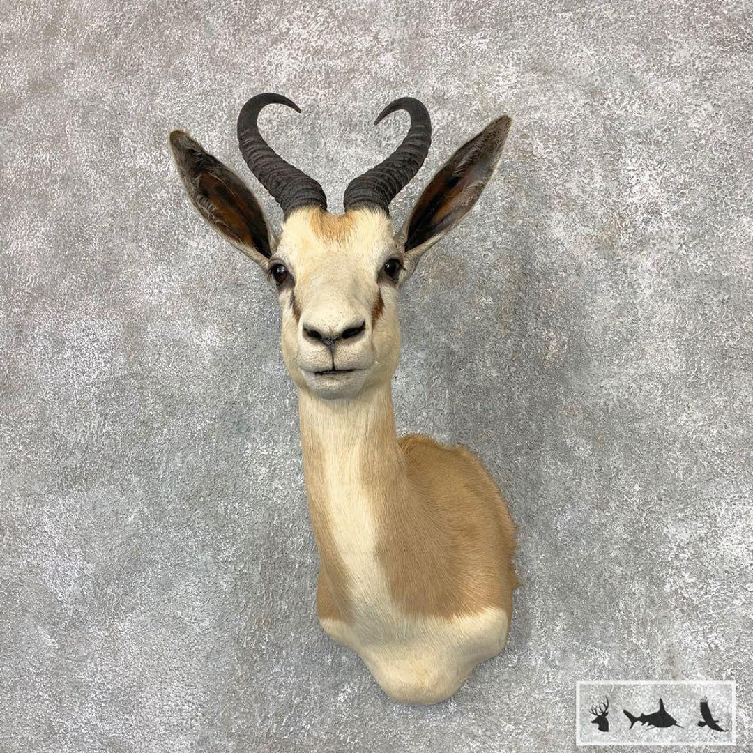 Cape Springbok Taxidermy Shoulder Mount Grade: Premier - Etsy