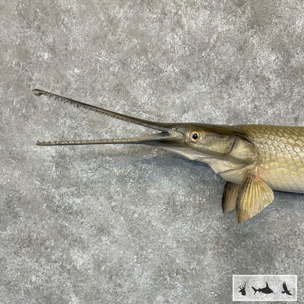 51 Longnose Gar Taxidermy Fish Mount Grade: Elite - Etsy