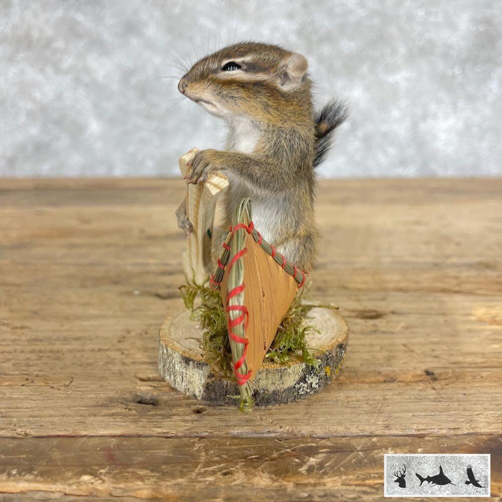 Novelty Chipmunk Taxidermy Mount Grade: Premier - Etsy