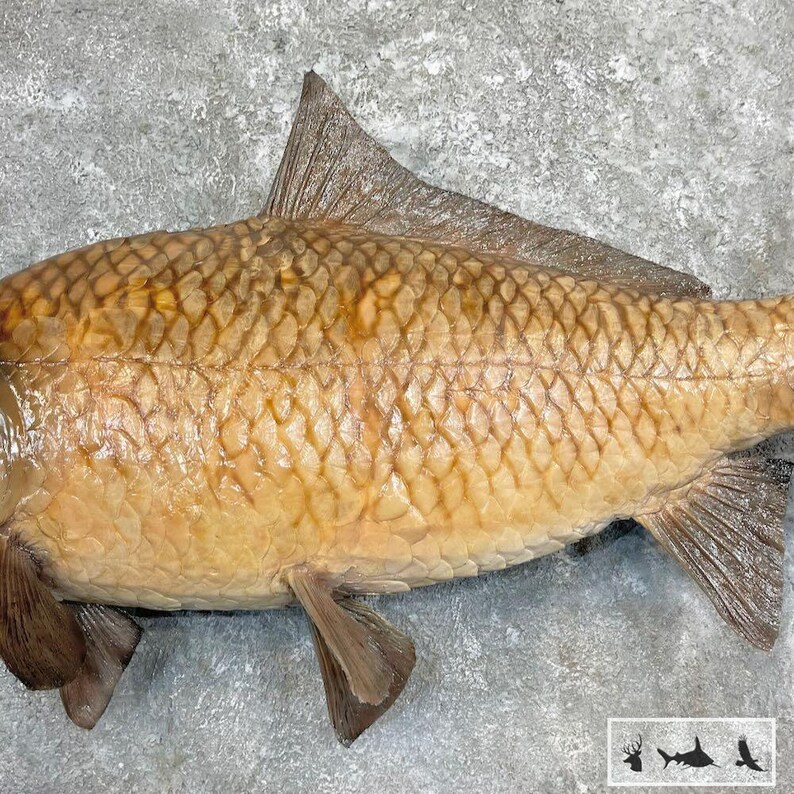 33 Smallmouth Buffalo Fish Taxidermy Mount Grade: Excellent - Etsy