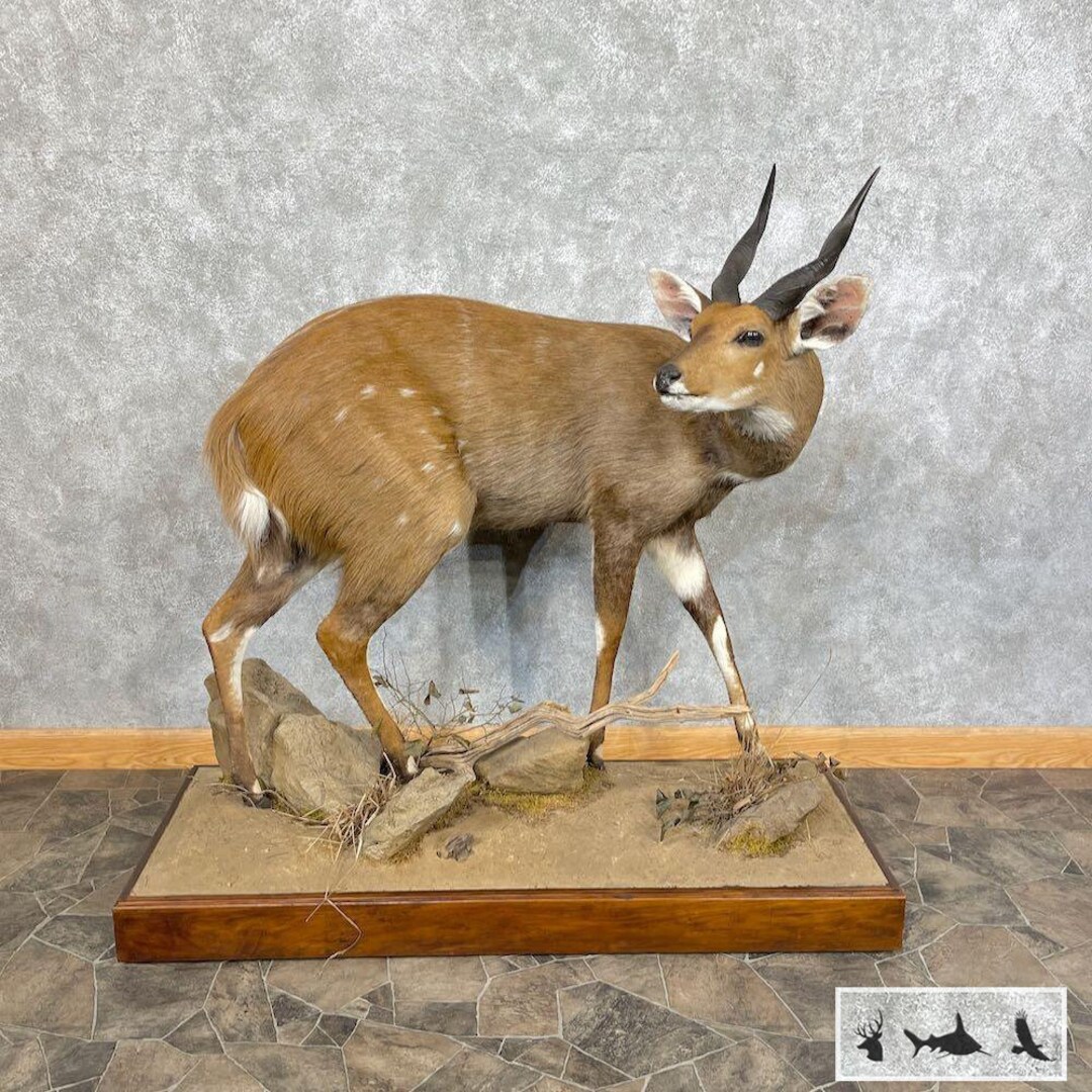 Cape Bushbuck Life-size Taxidermy Mount Grade: Premier - Etsy