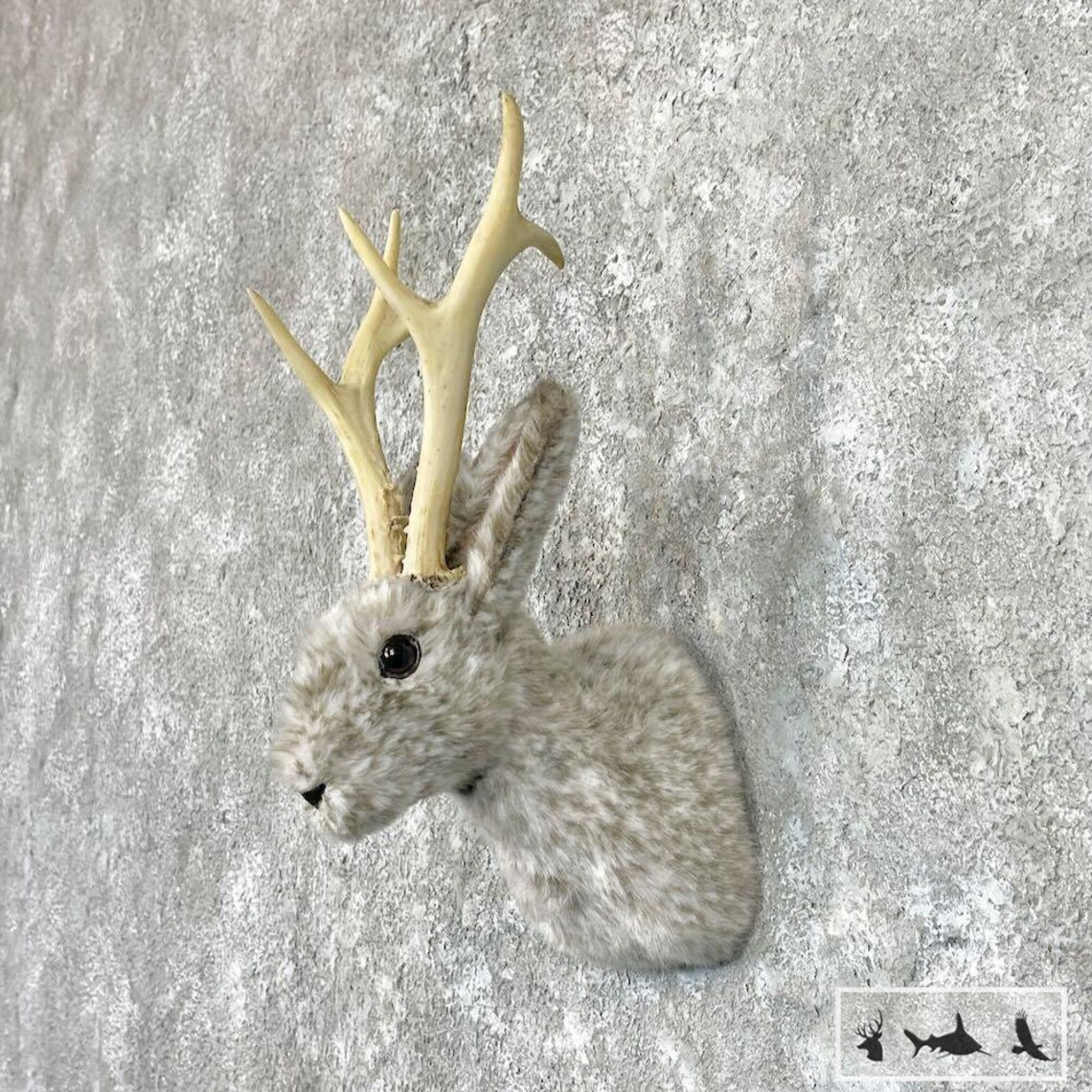 Jackalope Taxidermy Shoulder Mount Grade: Excellent - Etsy