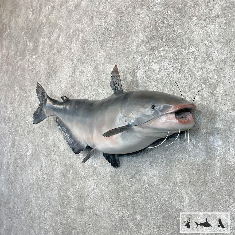 Blue Catfish Taxidermy Fish Mount Grade: Excellent - Etsy
