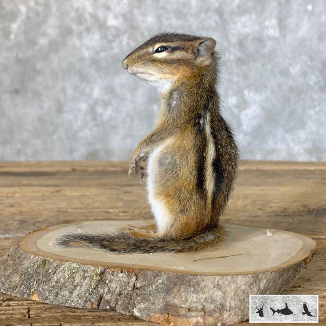 Chipmunk Life-size Taxidermy Mount Grade: Excellent - Etsy
