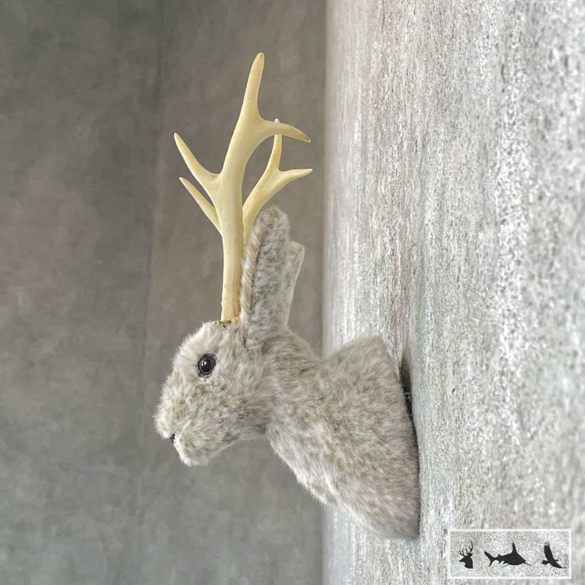Jackalope Taxidermy Shoulder Mount Grade: Excellent - Etsy