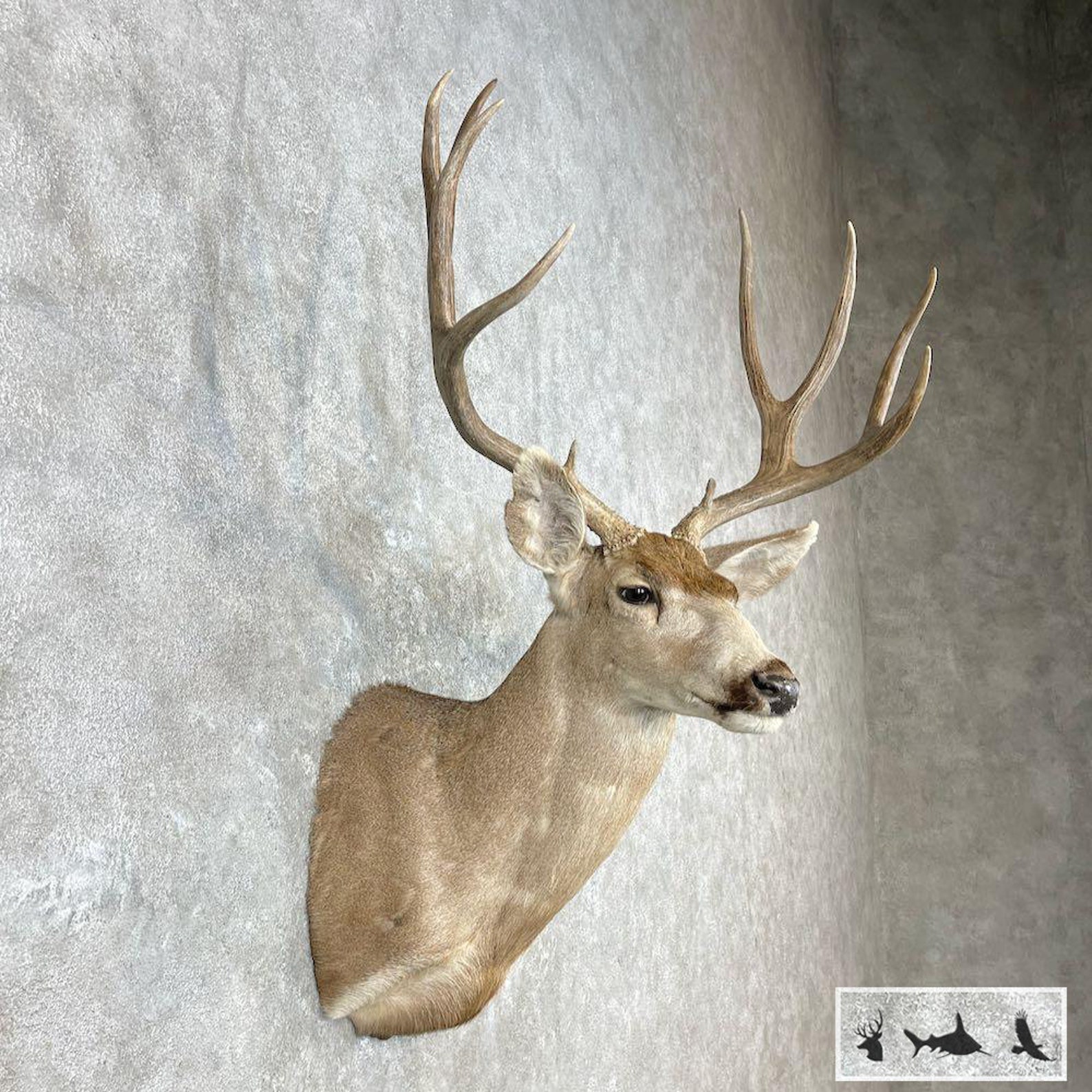 Mule Deer Taxidermy Shoulder Mount Grade: Excellent - Etsy