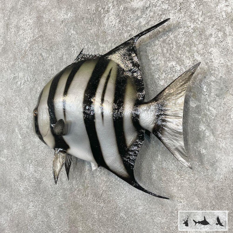 Reproduction Atlantic Spadefish Taxidermy Mount Grade: Premier - Etsy