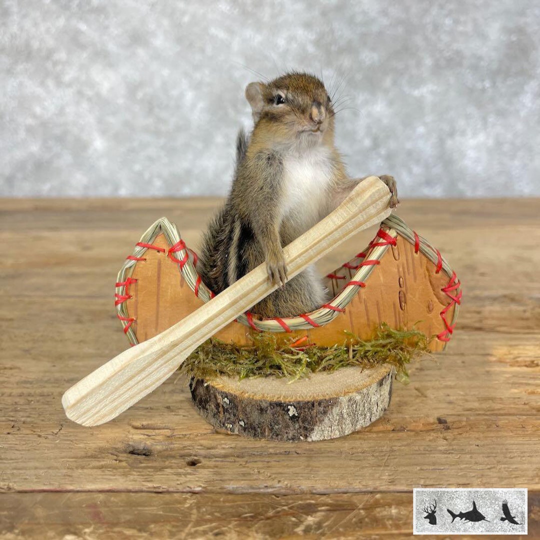 Novelty Chipmunk Taxidermy Mount Grade: Premier - Etsy