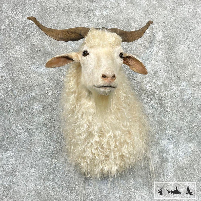 Catalina Goat Taxidermy Shoulder Mount Grade: Excellent - Etsy