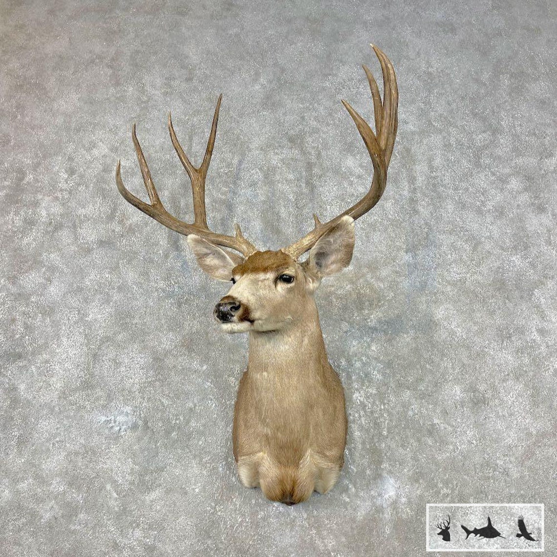 Mule Deer Taxidermy Shoulder Mount Grade: Excellent - Etsy