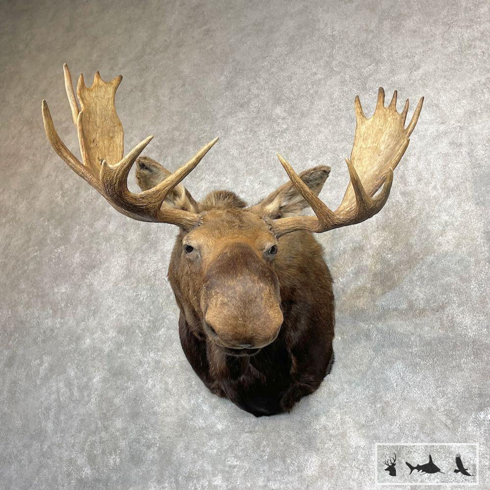 Alaskan Yukon Moose Taxidermy Shoulder Mount Grade: Excellent - Etsy