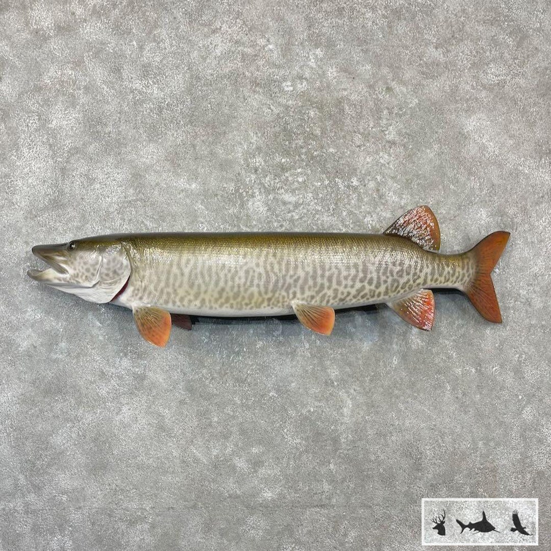 53 Muskie Reproduction Taxidermy Fish Mount Grade: World Class - Etsy