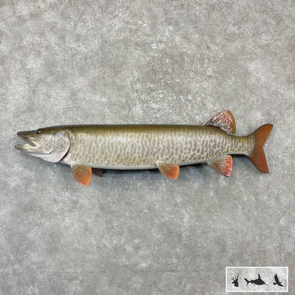 53 Muskie Reproduction Taxidermy Fish Mount Grade: World Class - Etsy