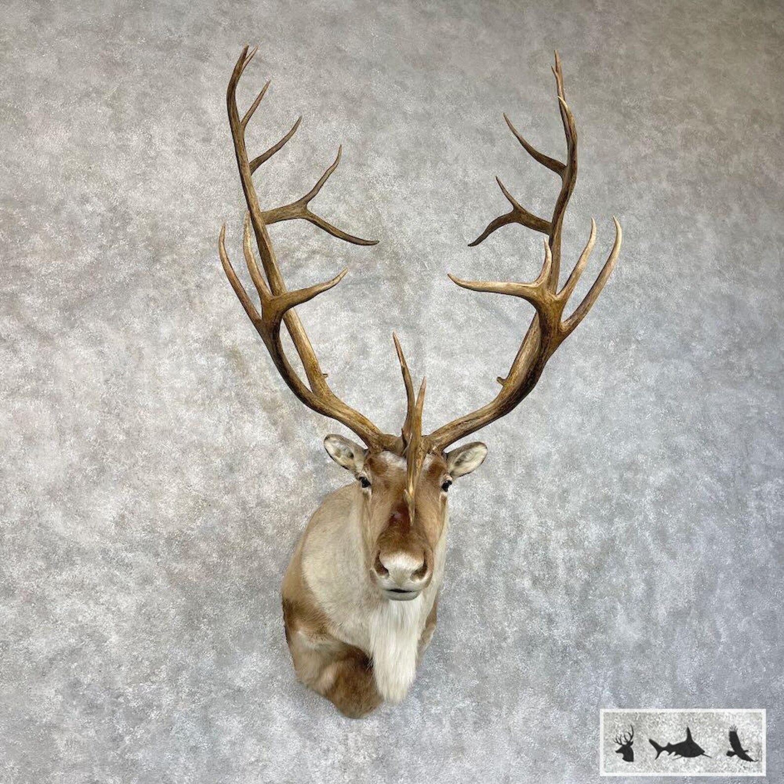 Mountain Caribou Taxidermy Shoulder Mount Grade: World Class - Etsy