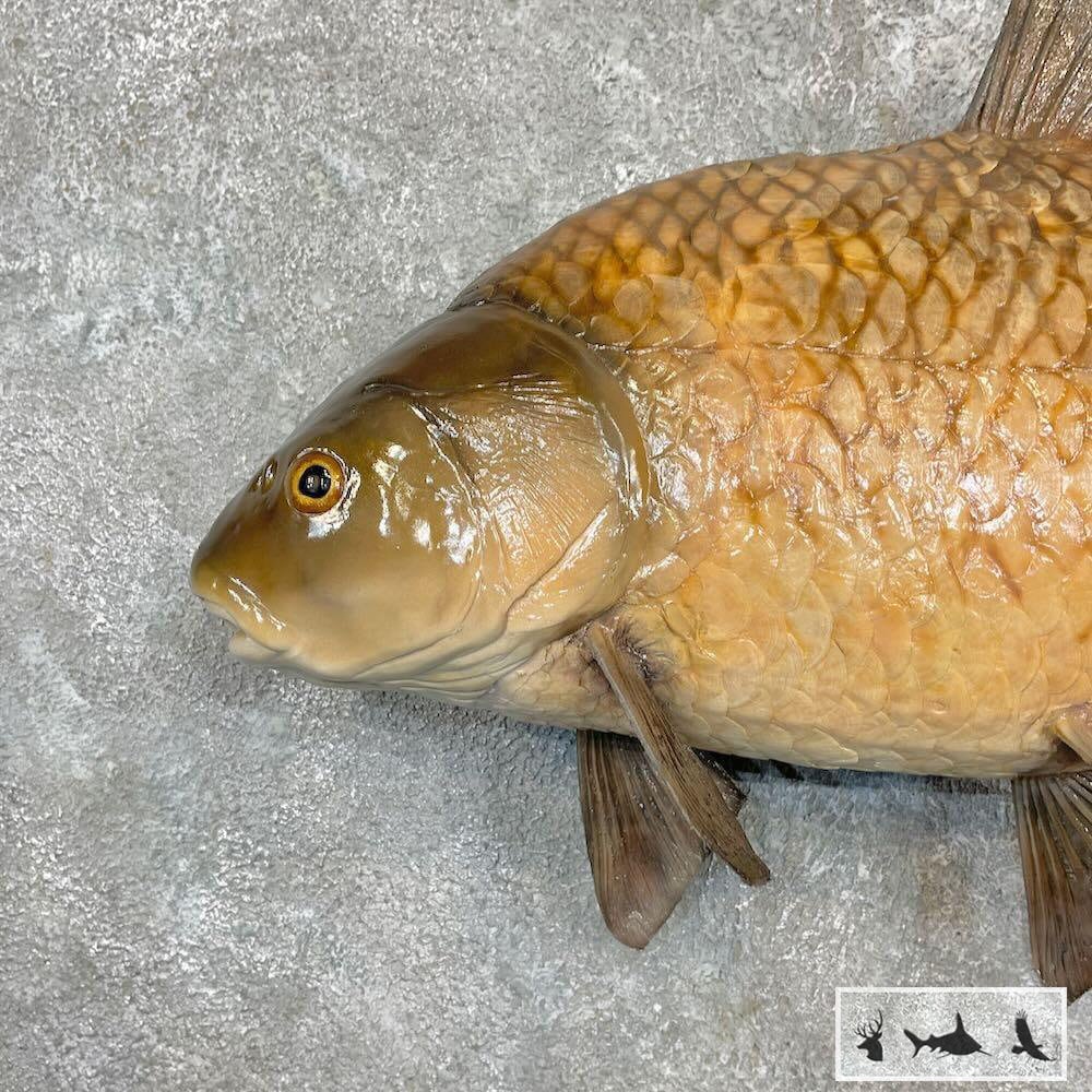 33 Smallmouth Buffalo Fish Taxidermy Mount Grade: Excellent - Etsy