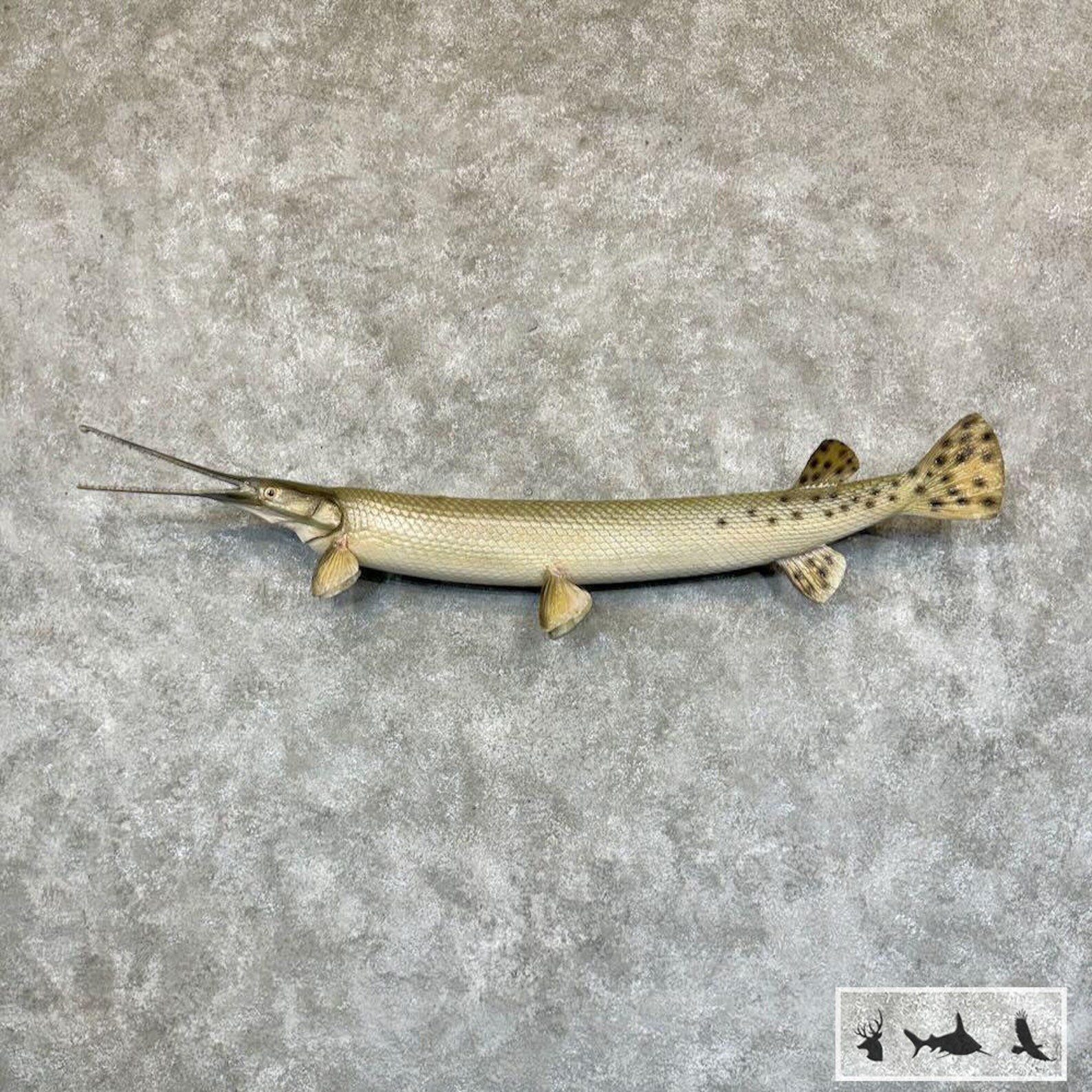 51 Longnose Gar Taxidermy Fish Mount Grade: Elite - Etsy