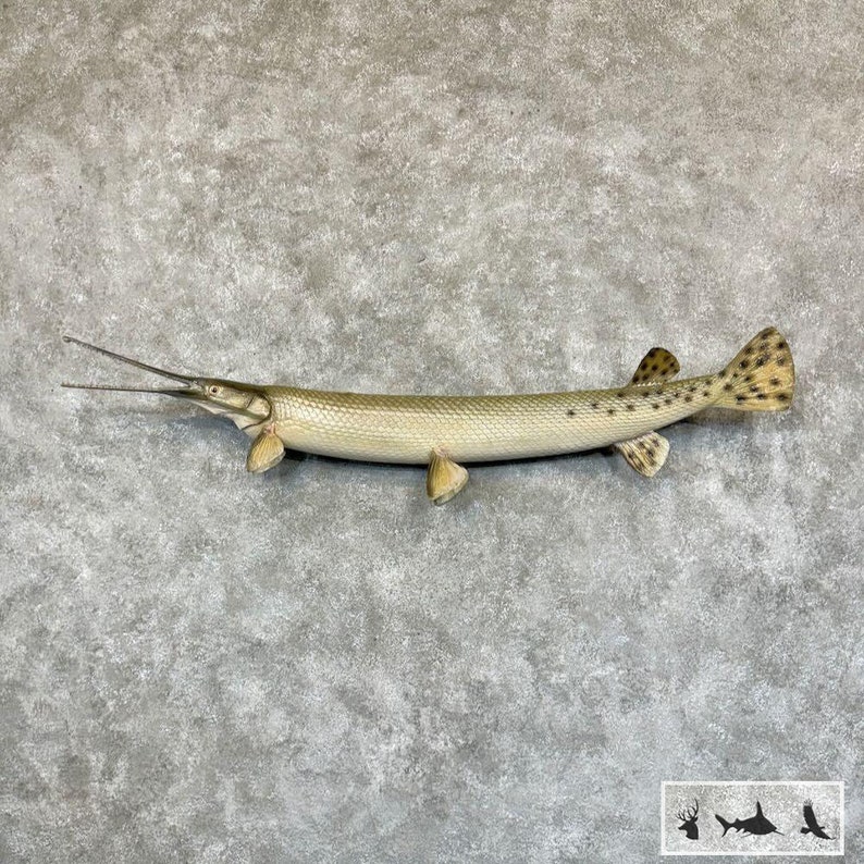51 Longnose Gar Taxidermy Fish Mount Grade: Elite - Etsy