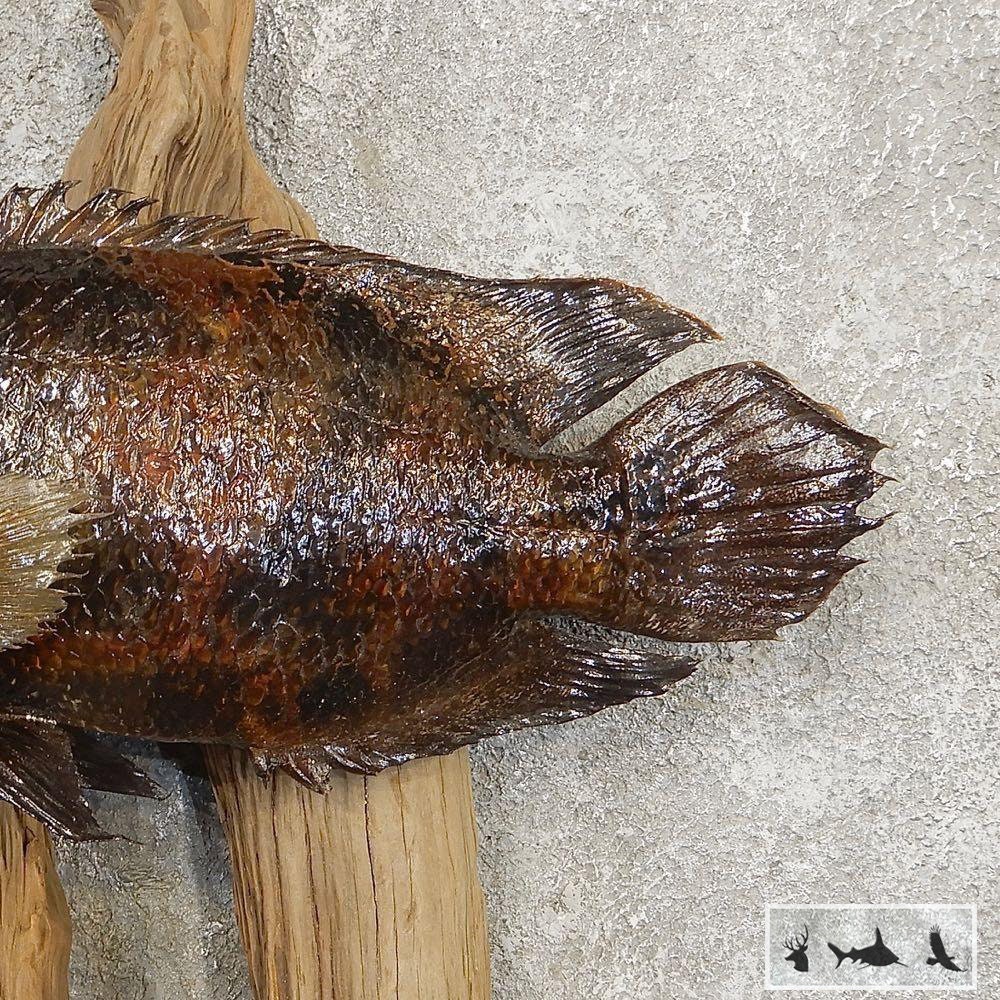 13 Tripletail Taxidermy Fish Mount Grade: Excellent - Etsy