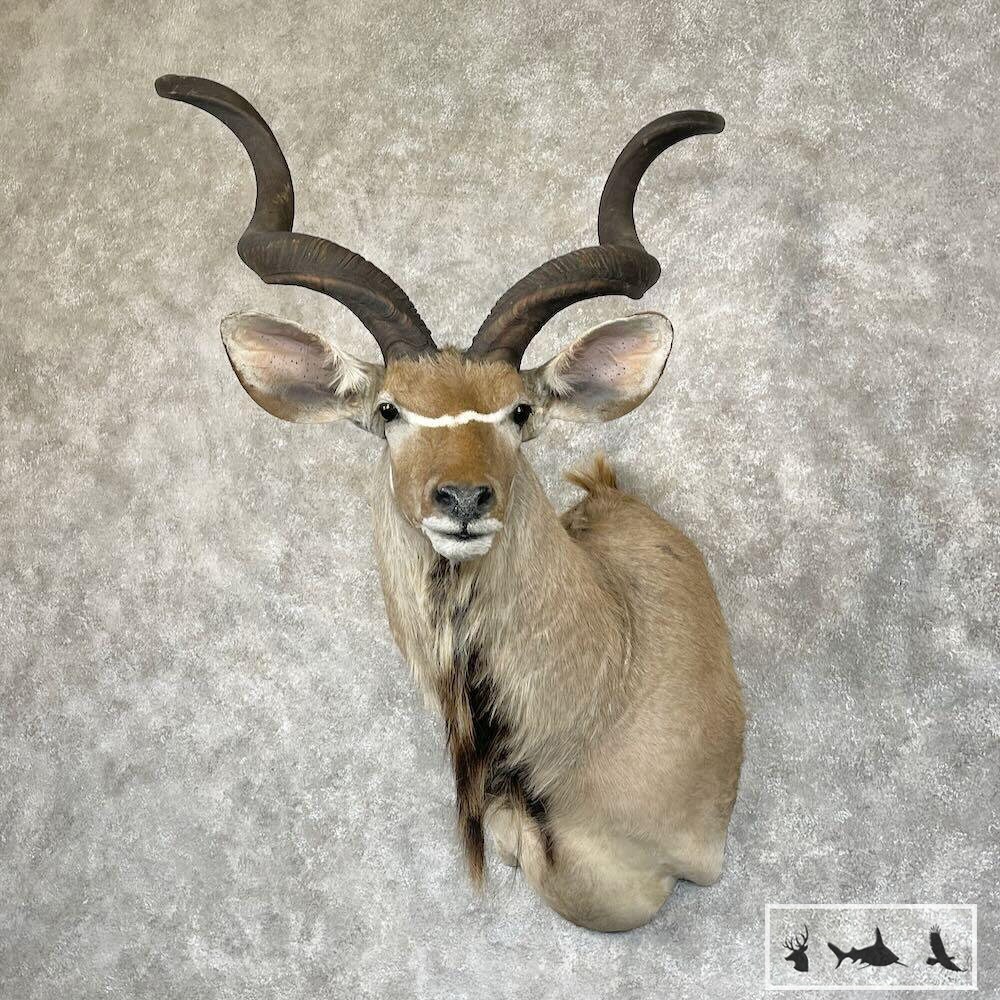 Greater Kudu Taxidermy Shoulder Mount Grade: Excellent - Etsy