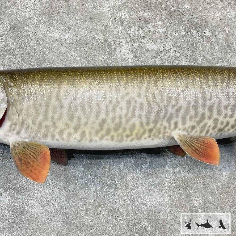 53 Muskie Reproduction Taxidermy Fish Mount Grade: World Class - Etsy