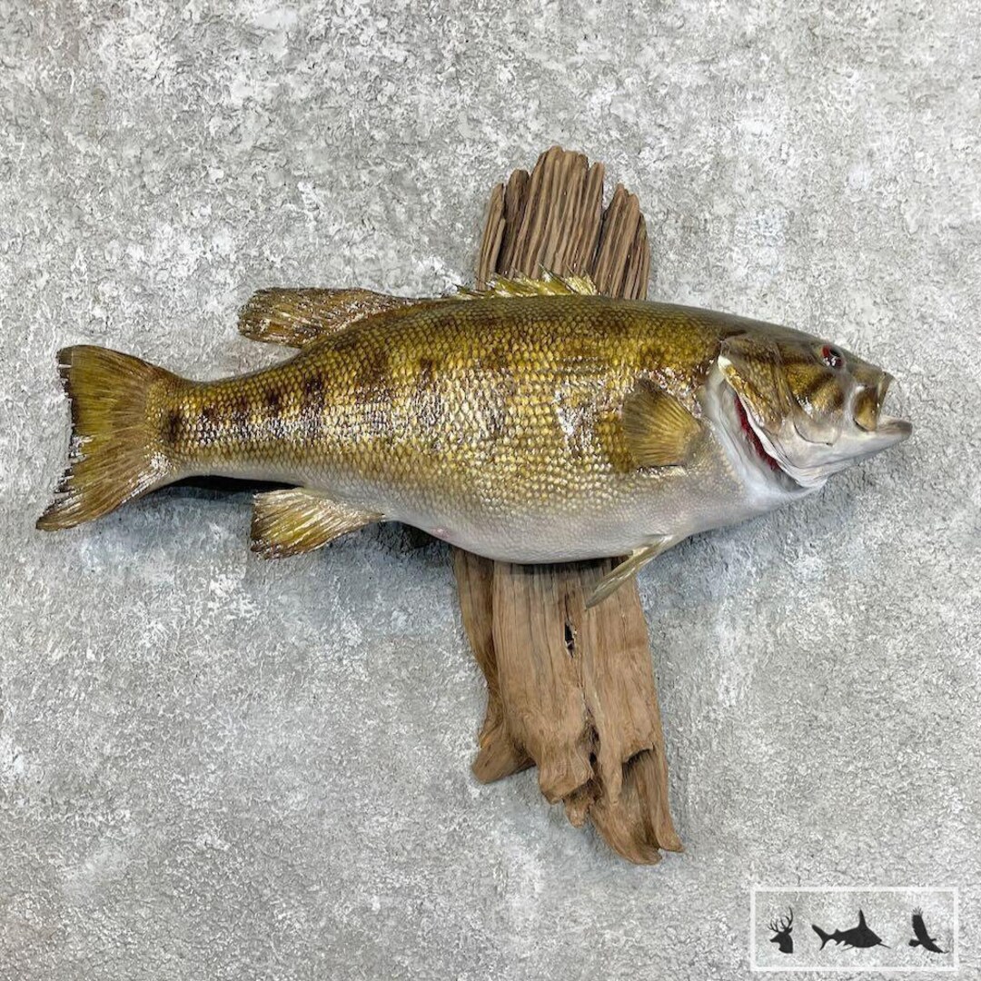 22 Smallmouth Bass Freshwater Taxidermy Fish Mount Grade: Premier - Etsy