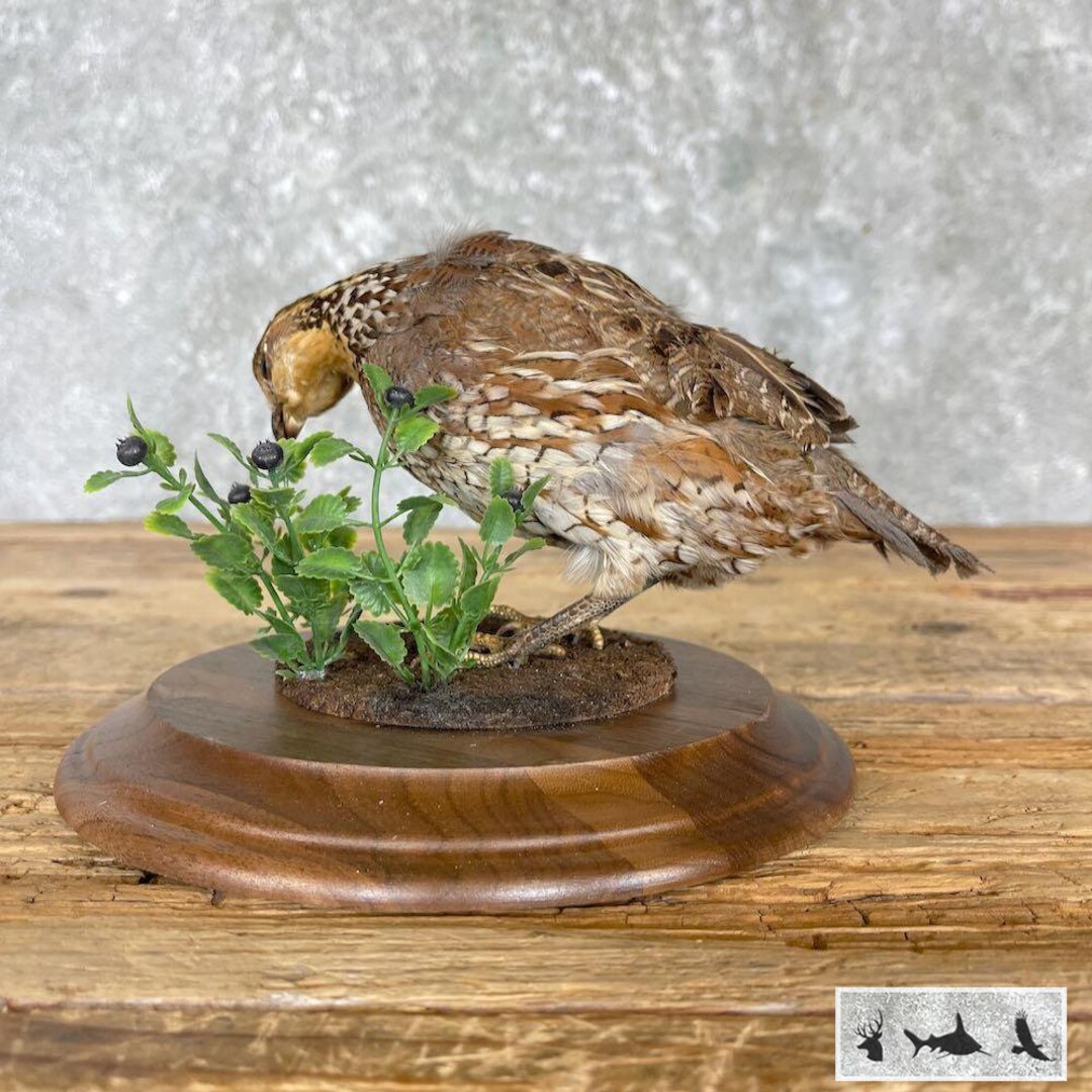 Bobwhite Quail Taxidermy Bird Mount Grade: Excellent - Etsy