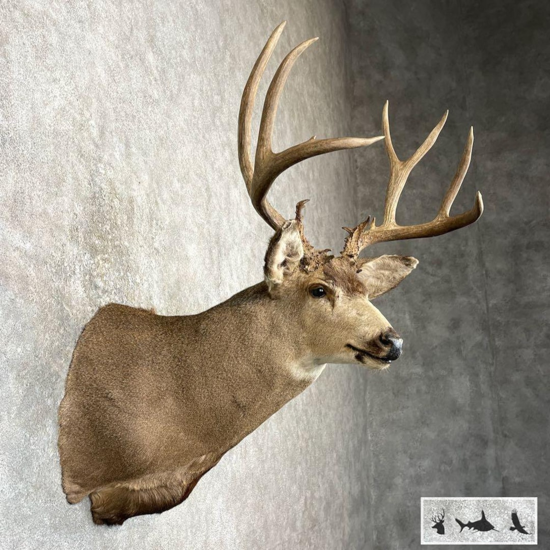 Mule Deer Taxidermy Shoulder Mount Grade: Excellent - Etsy