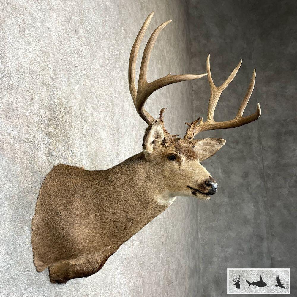 Mule Deer Taxidermy Shoulder Mount Grade: Excellent - Etsy