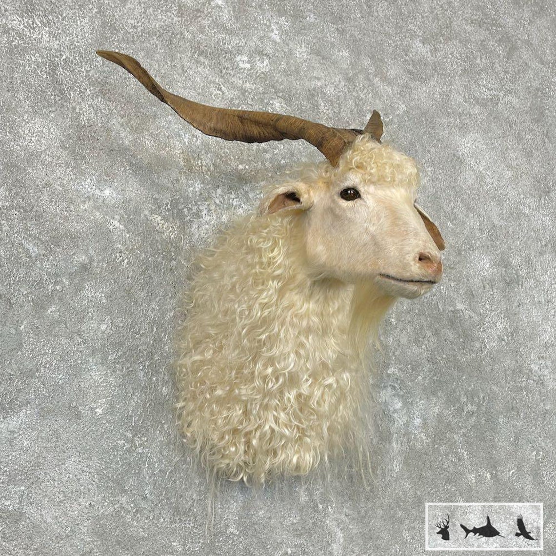Catalina Goat Taxidermy Shoulder Mount Grade: Excellent - Etsy