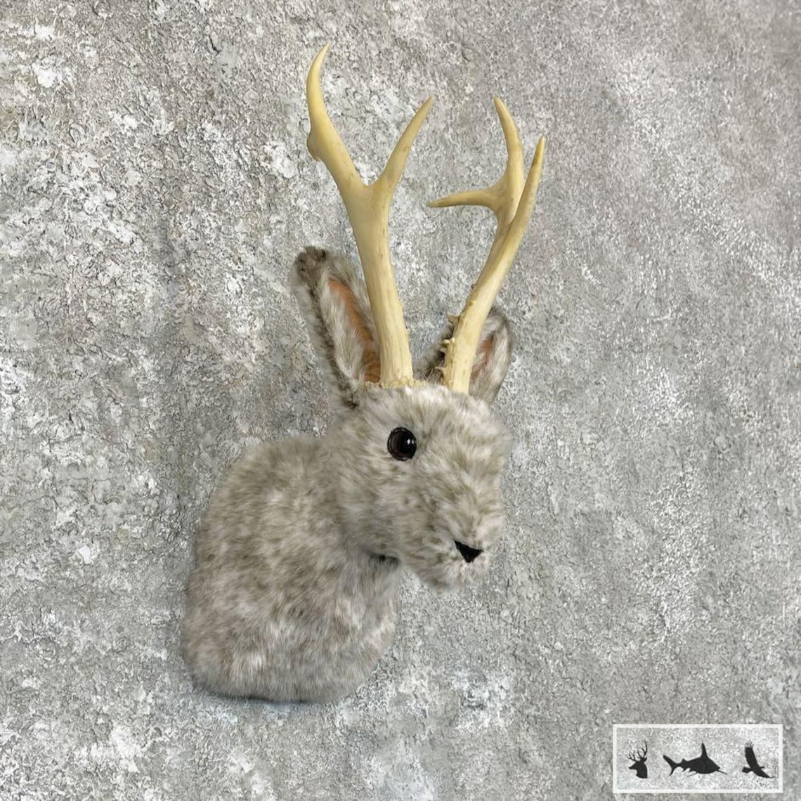 Jackalope Taxidermy Shoulder Mount Grade: Excellent - Etsy