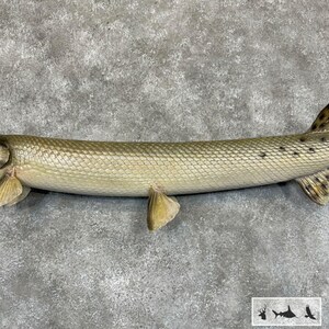 51 Longnose Gar Taxidermy Fish Mount Grade: Elite - Etsy