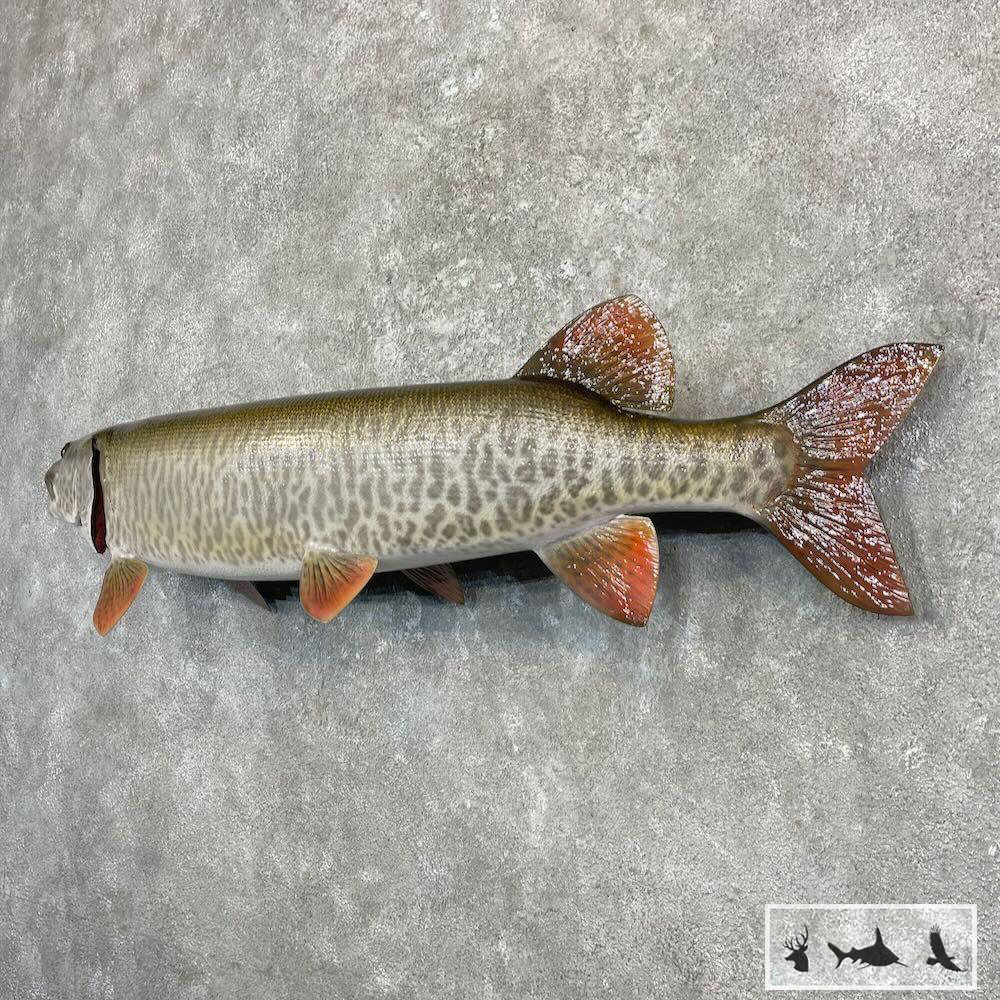53 Muskie Reproduction Taxidermy Fish Mount Grade: World Class - Etsy
