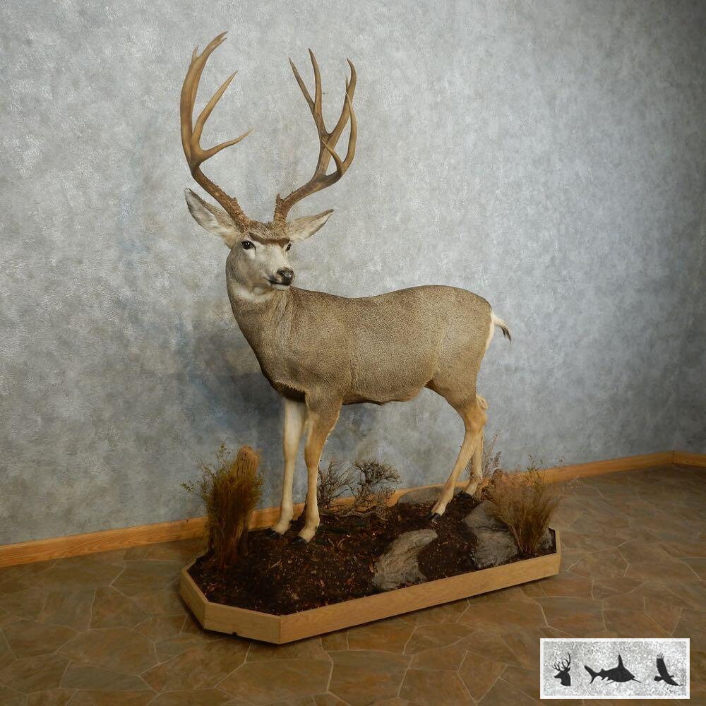 Mule Deer Life-size Taxidermy Mount Grade: Elite - Etsy