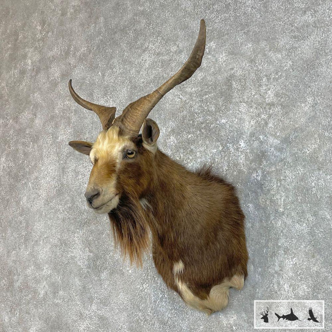 Feral Goat Taxidermy Shoulder Mount Grade: Excellent - Etsy