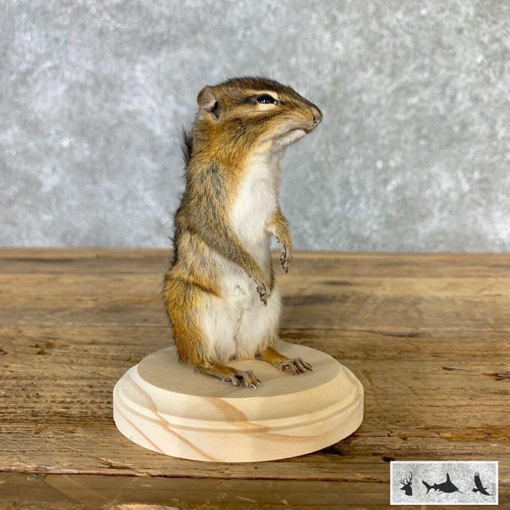Chipmunk Life-size Taxidermy Mount Grade: Excellent - Etsy