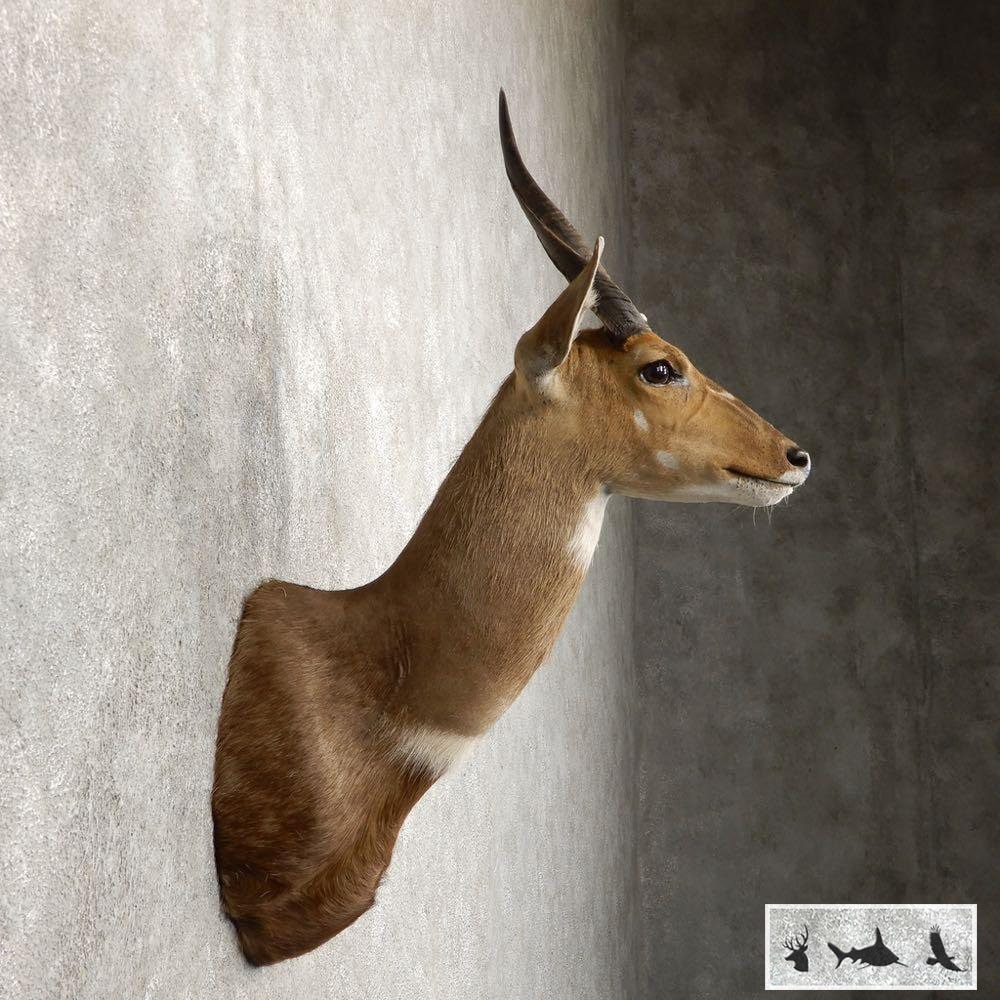 Cape Bushbuck Taxidermy Shoulder Mount Grade: Elite - Etsy
