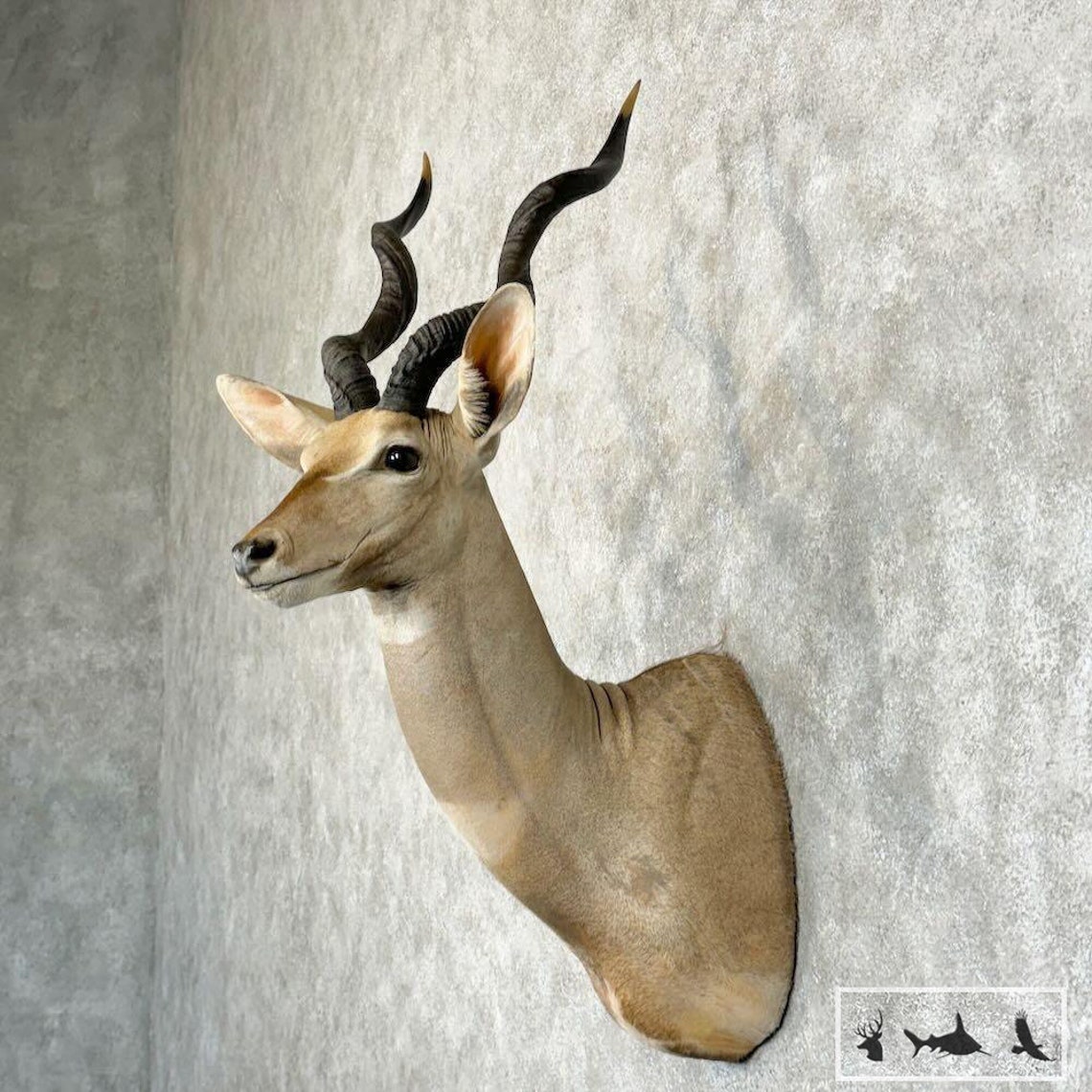 Lesser Kudu Taxidermy Shoulder Mount Grade: Premier - Etsy