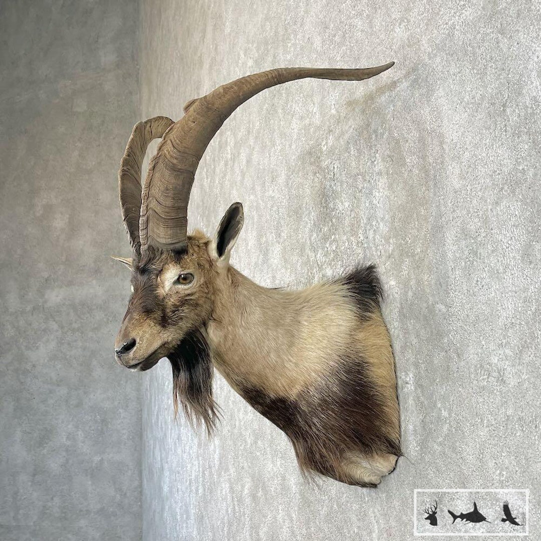 Hybrid Ibex Taxidermy Shoulder Mount Grade: Excellent - Etsy