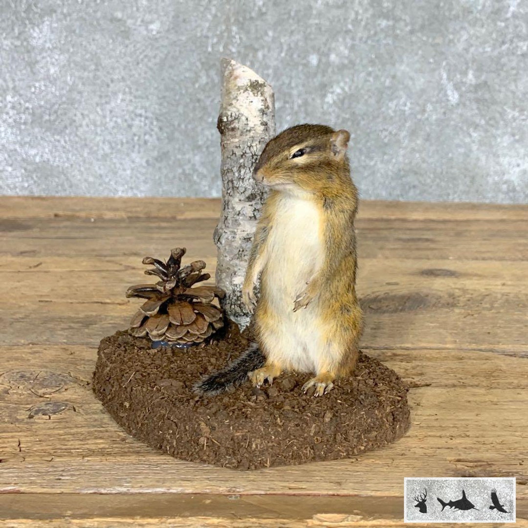 Chipmunk Life-size Taxidermy Mount Grade: Excellent - Etsy