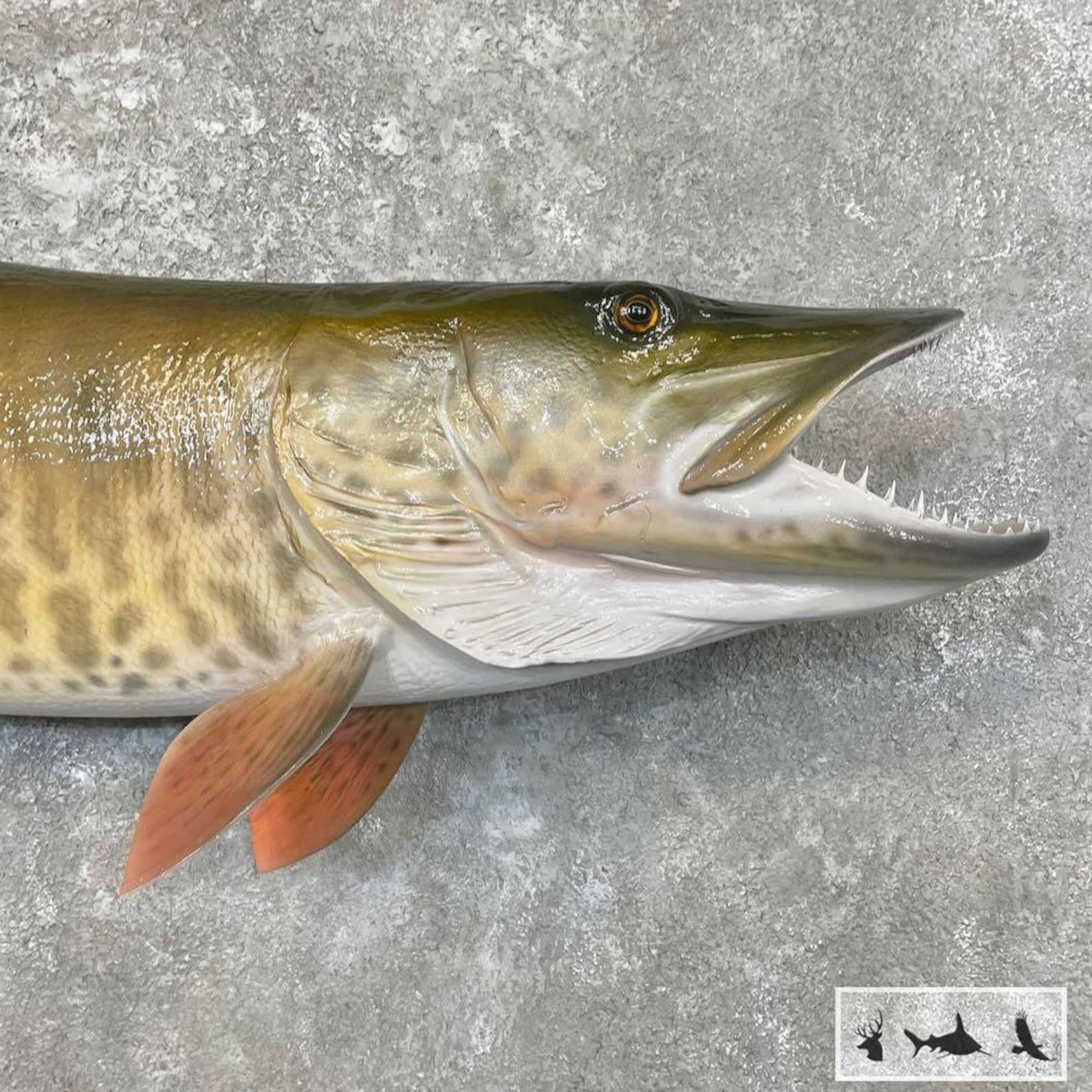 49.75 Muskie Reproduction Taxidermy Fish Mount Grade: World Class - Etsy