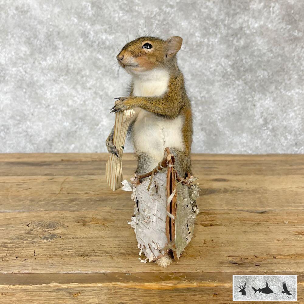 Canoe Squirrel Novelty Taxidermy Mount Grade: Premier - Etsy