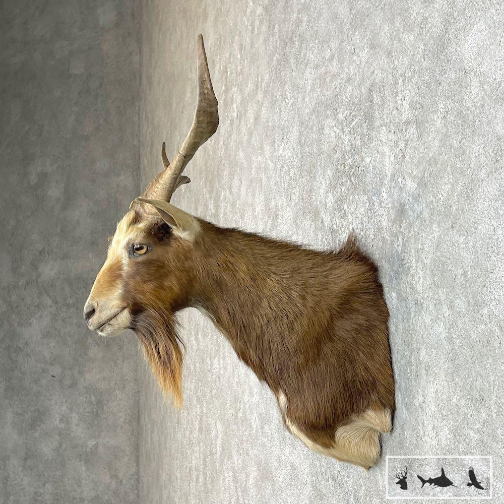 Feral Goat Taxidermy Shoulder Mount Grade: Excellent - Etsy