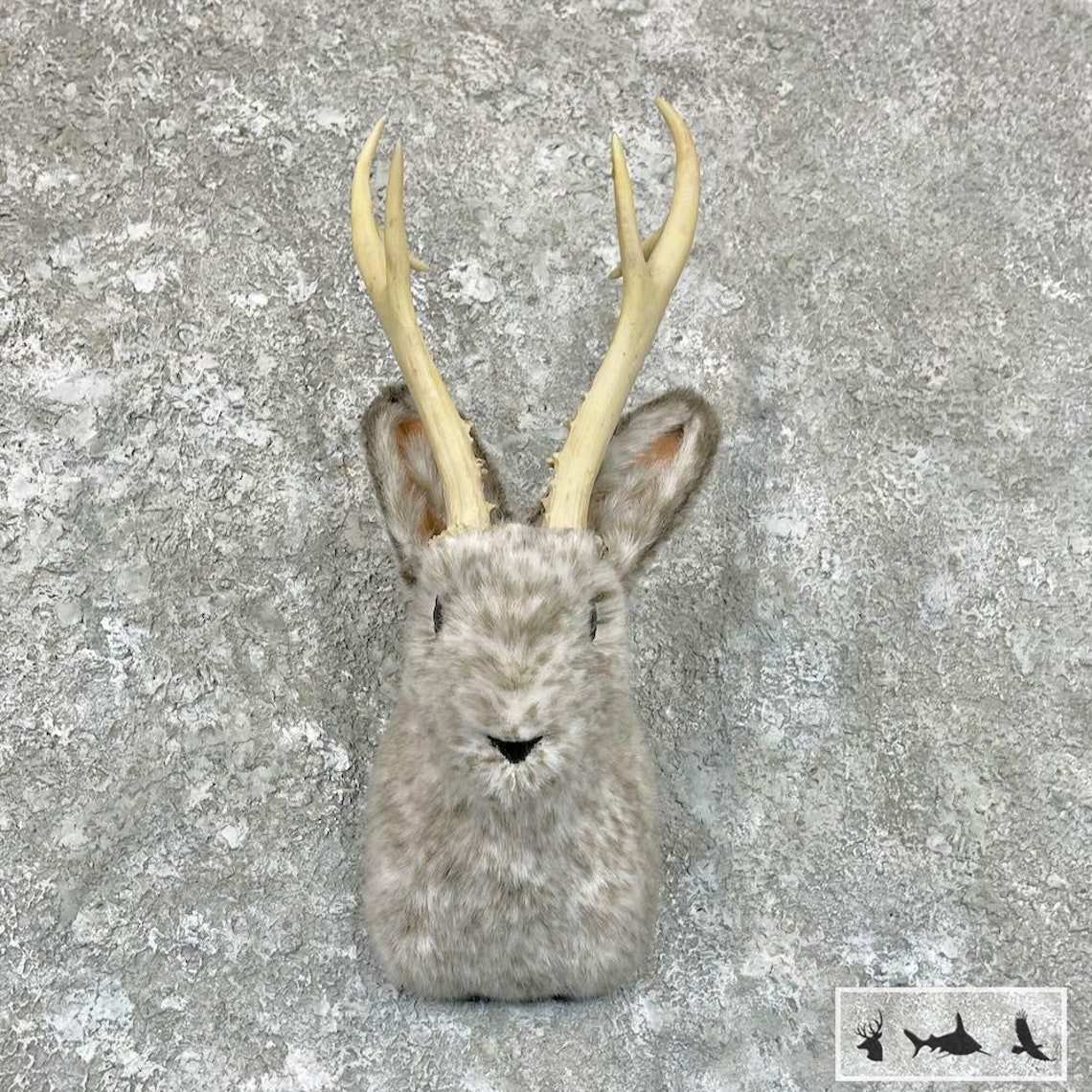 Jackalope Taxidermy Shoulder Mount Grade: Excellent - Etsy