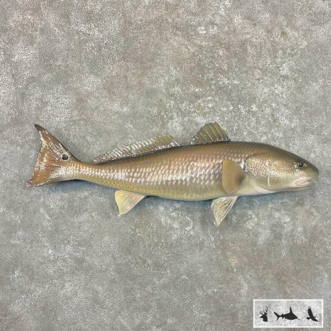 36 Redfish Saltwater Taxidermy Fish Mount Grade: World Class - Etsy