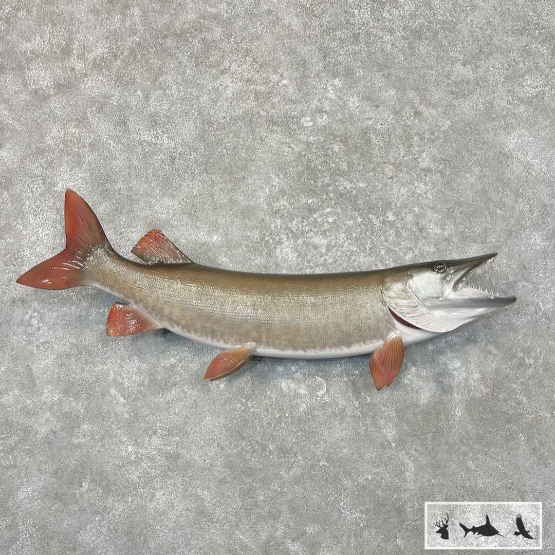 42 Muskie Reproduction Taxidermy Fish Mount Grade: World Class - Etsy