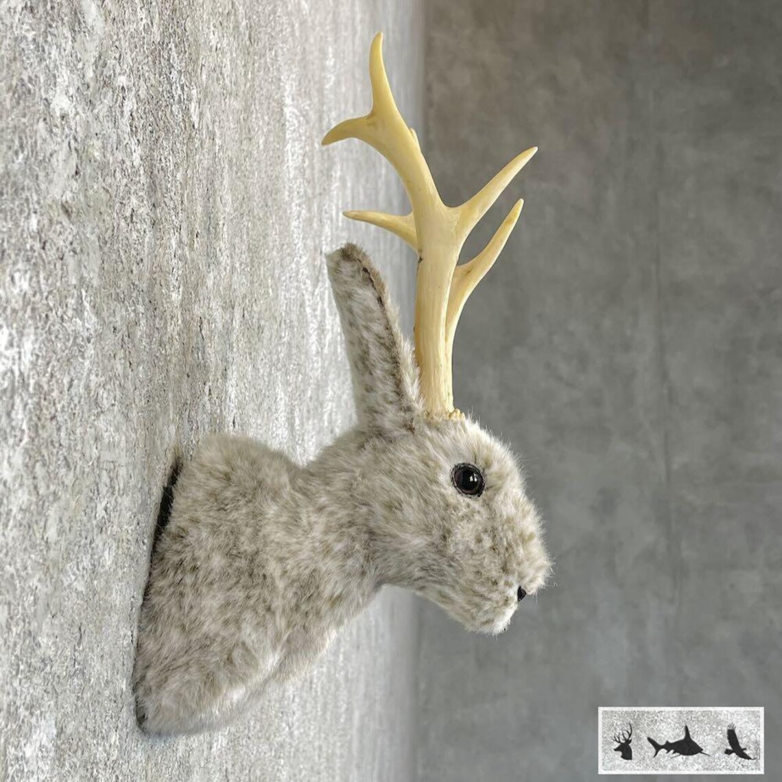 Jackalope Taxidermy Shoulder Mount Grade: Excellent - Etsy