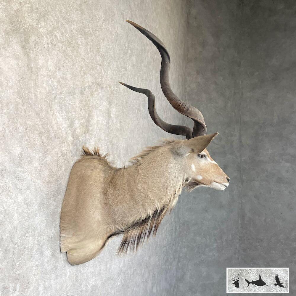Greater Kudu Taxidermy Shoulder Mount Grade: Excellent - Etsy